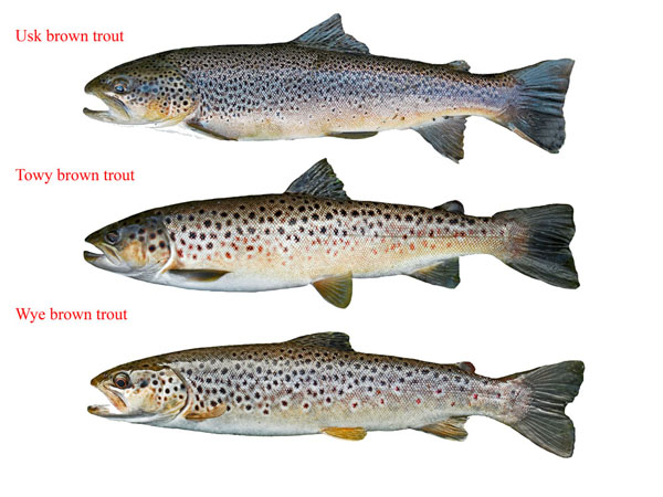 Know Your Game Fish - Gwent Angling Society